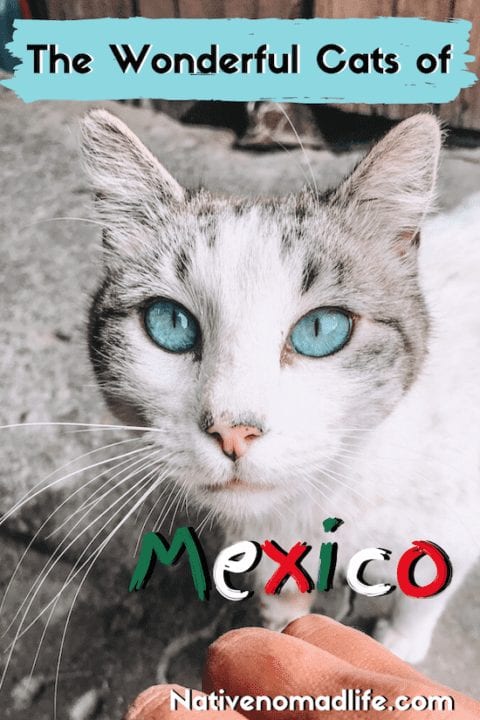 Los Gatos de Mexico | The Cats of Mexico | Native Nomads